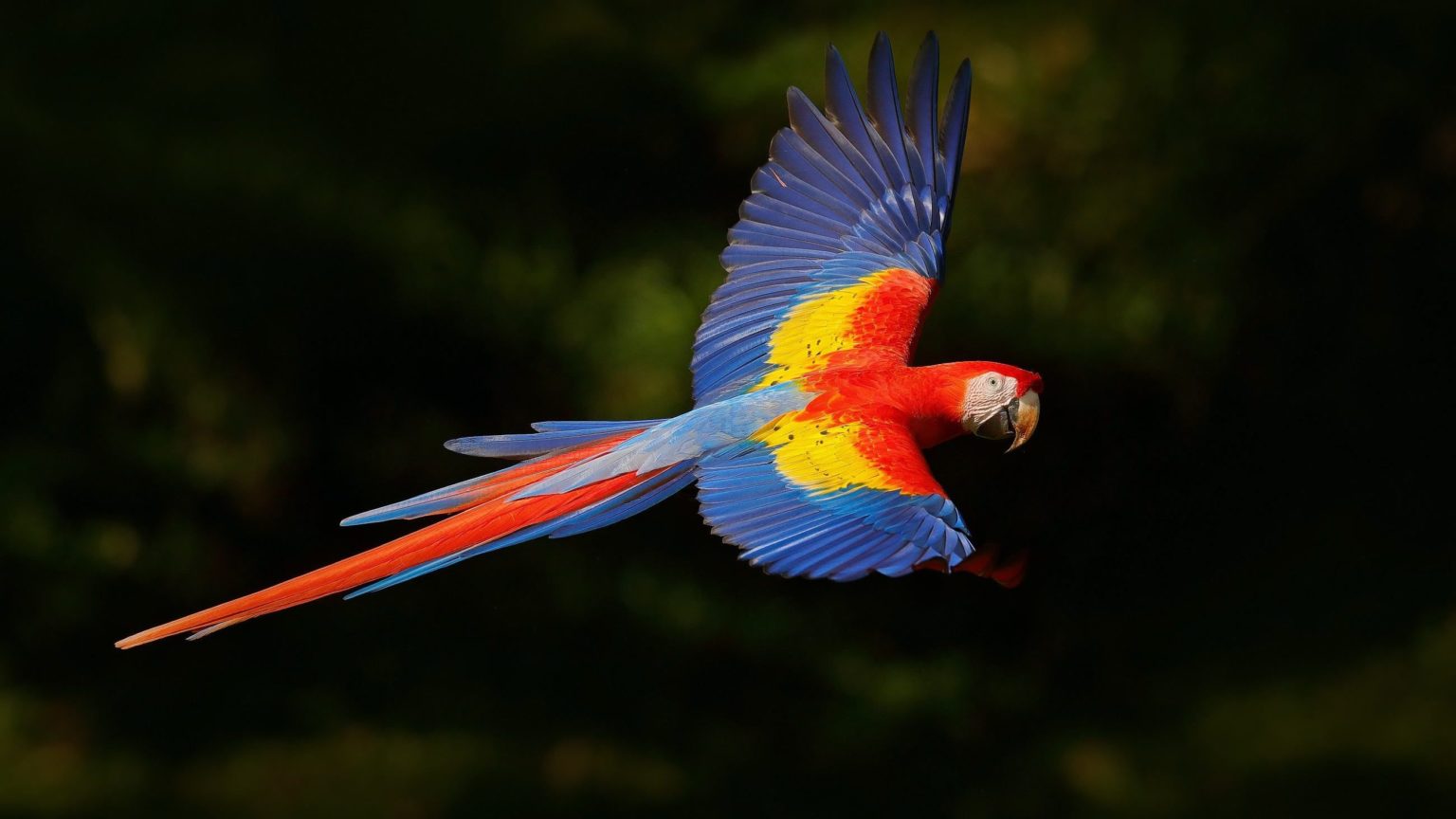 Arakanga, Sárgaszárnyú arapapagáj(Ara macao) • Délterületi ...